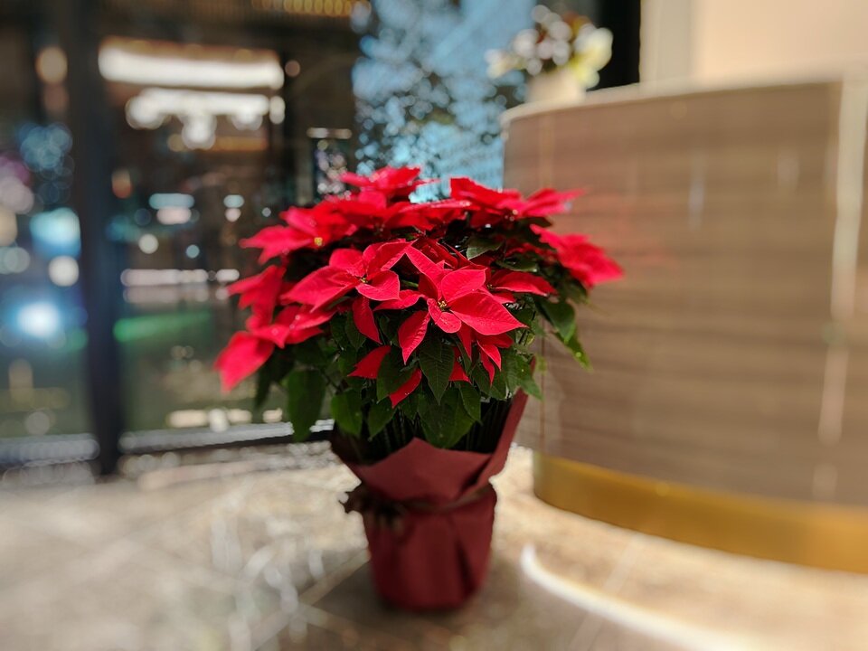 メリークリスマス CHANELより～A様、ありがとうございます(*^-^*) - CHANEL - ブログ - 栃木・茨城の腕時計正規販売店 ...